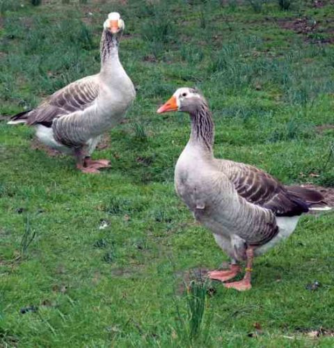 Heritage Breeds: Keeping Ducks and Geese - Grit